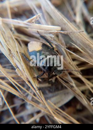 Black burrowing bug (Cydnus aterrimus) Insecta Stock Photo - Alamy