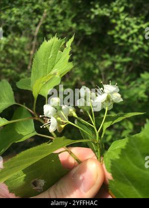 Brainerd's Hawthorn (Crataegus brainerdii Stock Photo - Alamy