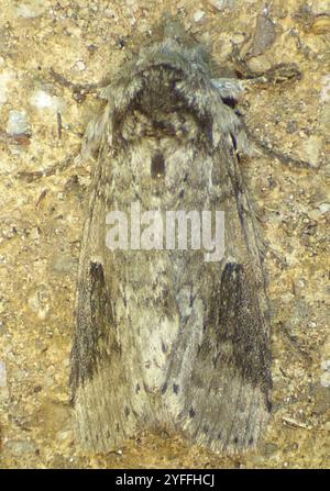 Variable Oakleaf Caterpillar Moth (Lochmaeus manteo Stock Photo - Alamy