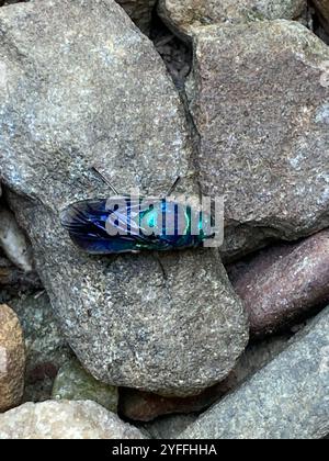 Metallic Bluish-green Cuckoo Wasp (Chrysis angolensis Stock Photo - Alamy