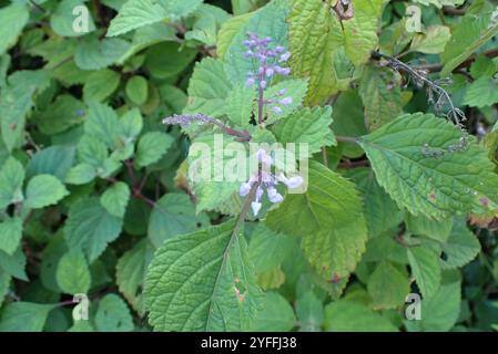 pink fly bush (Plectranthus fruticosus) Plantae Stock Photo - Alamy