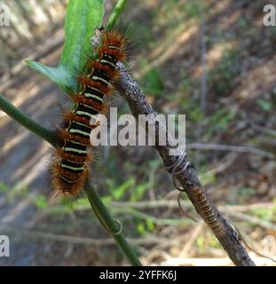 Echo Moth (Seirarctia echo Stock Photo - Alamy