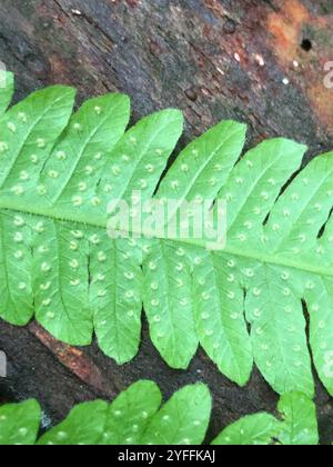 Variable maiden fern (Christella hispidula) Plantae Stock Photo - Alamy