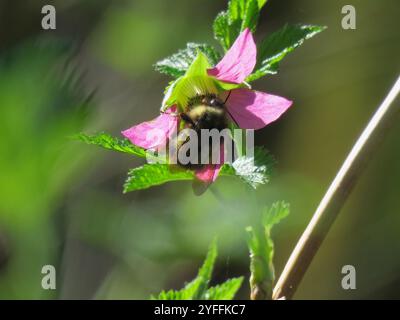 Sitka Bumble Bee (Bombus sitkensis Stock Photo - Alamy
