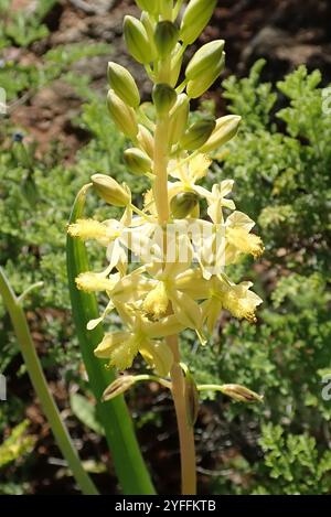 Blougif Kopieva (Bulbine praemorsa Stock Photo - Alamy