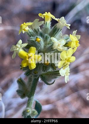 Brenda's Yellow Cryptantha (Oreocarya flava) Plantae Stock Photo - Alamy