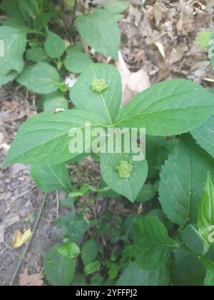 Running Strawberry-bush (Euonymus obovatus) Plantae Stock Photo - Alamy