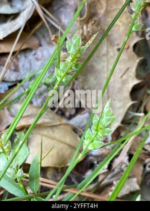 Sandy Woods Sedge (Carex dasycarpa Stock Photo - Alamy