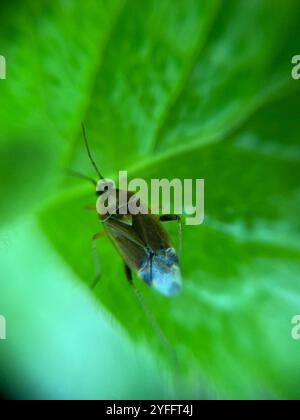 handsome plant bug (Harpocera thoracica Stock Photo - Alamy