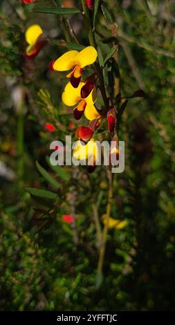 Variable Bossiaea (Bossiaea heterophylla Stock Photo - Alamy