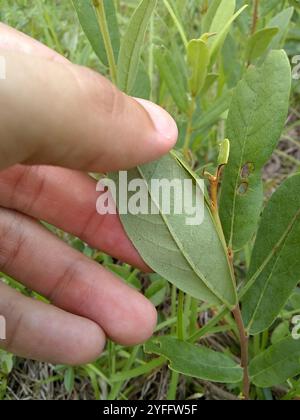 netted pawpaw (Asimina reticulata Stock Photo - Alamy