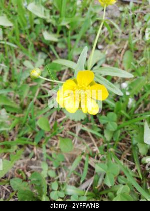 One-leaf buttercup (Ranunculus monophyllus Stock Photo - Alamy