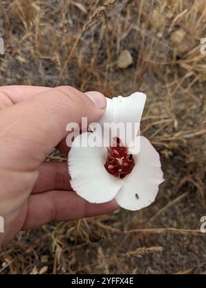 la panza mariposa lily (Calochortus simulans Stock Photo - Alamy