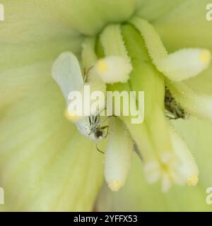 Yucca Moths (Prodoxidae Stock Photo - Alamy
