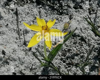Plough Star (Empodium plicatum Stock Photo - Alamy