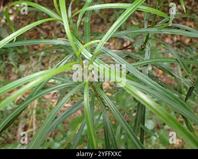 Terblans Beechwood (Faurea macnaughtonii Stock Photo - Alamy