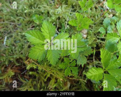 Five-leaf Dwarf Bramble (Rubus pedatus Stock Photo - Alamy