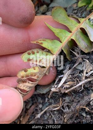 western polypody (Polypodium hesperium Stock Photo - Alamy