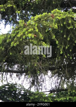 pines, spruces, larches, and allies (Pinoideae Stock Photo - Alamy