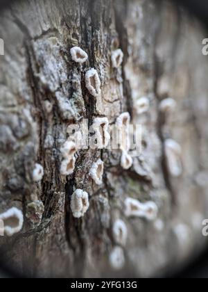Giraffe Spots (Peniophora albobadia Stock Photo - Alamy