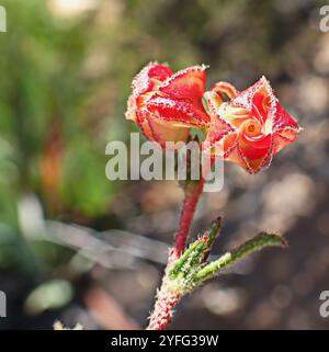 Angular Dollsrose (Hermannia angularis Stock Photo - Alamy