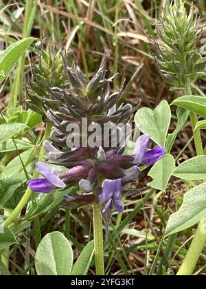Largebract Indian Breadroot, Pediomelum cuspidatum Stock Photo - Alamy