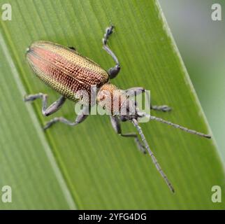 Grooved Leaf Beetle (Donacia semicuprea Stock Photo - Alamy