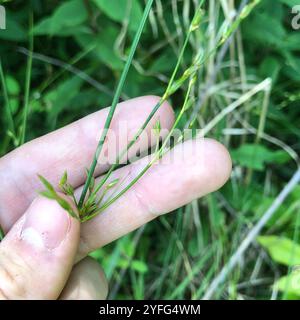 Leathery Rush (Juncus coriaceus Stock Photo - Alamy