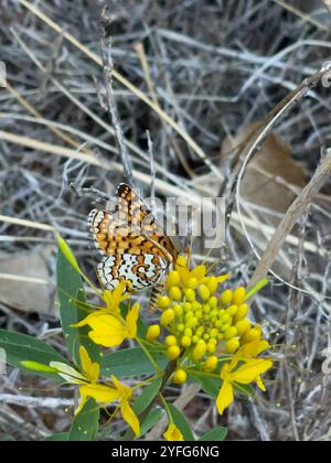 Arachne Checkerspot (Poladryas arachne Stock Photo - Alamy