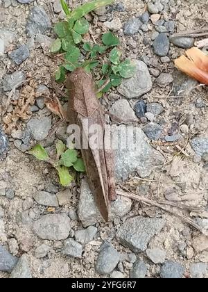 Sulphur-winged Grasshopper (Arphia sulphurea Stock Photo - Alamy