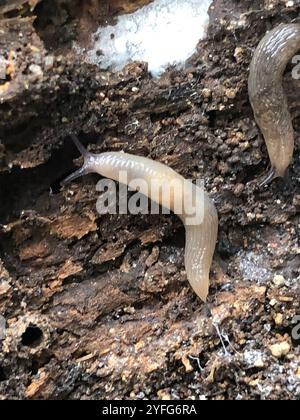 Smooth Land Slugs (Deroceras Stock Photo - Alamy