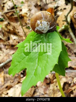 Copper Button Snail (Mesomphix cupreus Stock Photo - Alamy