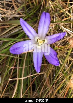 Dwarf Brodiaea (Brodiaea terrestris Stock Photo - Alamy