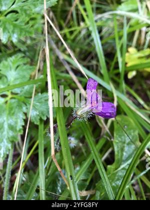 Greater Herb Robert (Geranium yeoi Stock Photo - Alamy
