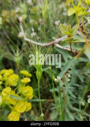 ovate goat grass (Aegilops geniculata) Plantae Stock Photo - Alamy