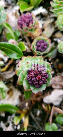 western roseroot (Rhodiola integrifolia Stock Photo - Alamy