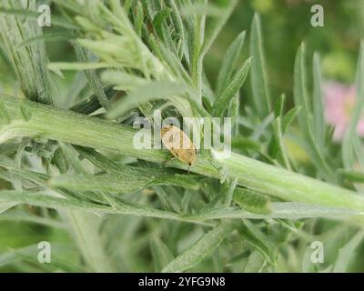 Lesser Knapweed Flower Weevil (Larinus minutus Stock Photo - Alamy