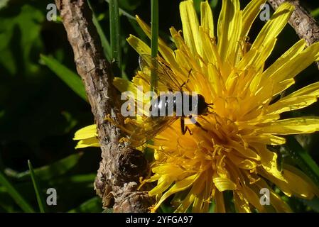 Wood Flies (Blera Stock Photo - Alamy
