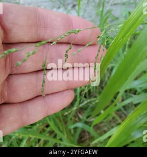 panic veldtgrass (Ehrharta erecta Stock Photo - Alamy