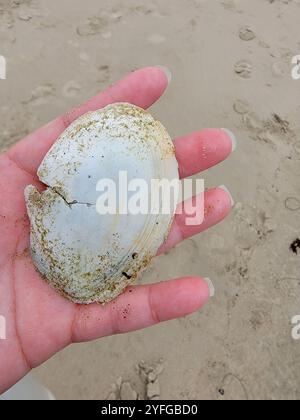 White Macoma (Rexithaerus secta Stock Photo - Alamy