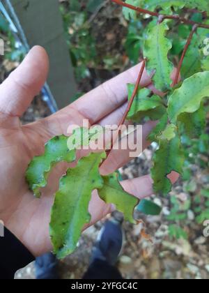 Māpou (Myrsine australis Stock Photo - Alamy