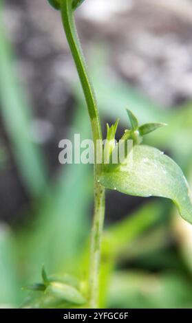 Venus's looking-glass (Triodanis biflora Stock Photo - Alamy