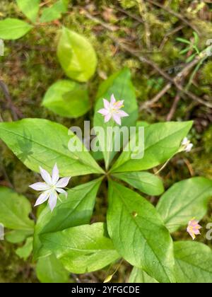 Western Starflower (Lysimachia latifolia Stock Photo - Alamy