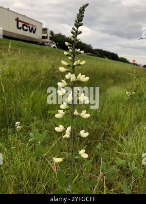 thin-pod white wild indigo (Baptisia alba macrophylla Stock Photo - Alamy