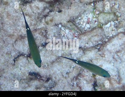 Brown Chromis (Azurina multilineata Stock Photo - Alamy