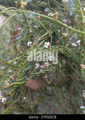Slender Devil's Twine (Cassytha glabella) Plantae Stock Photo - Alamy