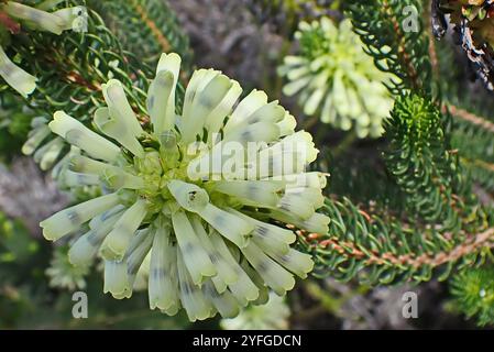 Bottle Green Heath (Erica sessiliflora) Herolds Bay Cliff Path Stock ...