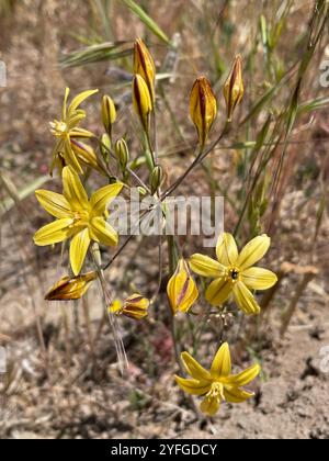 golden brodiaea (Triteleia ixioides ixioides Stock Photo - Alamy