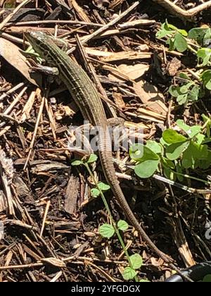 Common Spotted Whiptail (Aspidoscelis gularis Stock Photo - Alamy