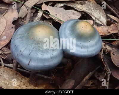 elegant blue webcap (Cortinarius rotundisporus Stock Photo - Alamy